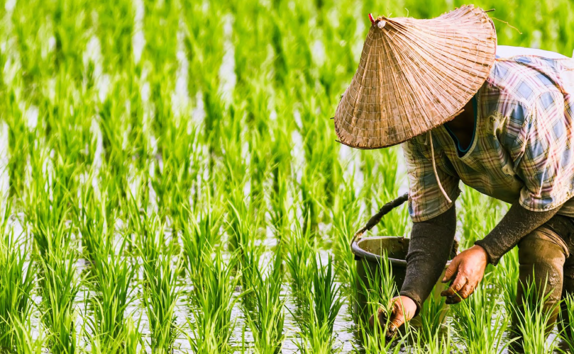 Customer Stories - Rice Exchange | Fujitsu China